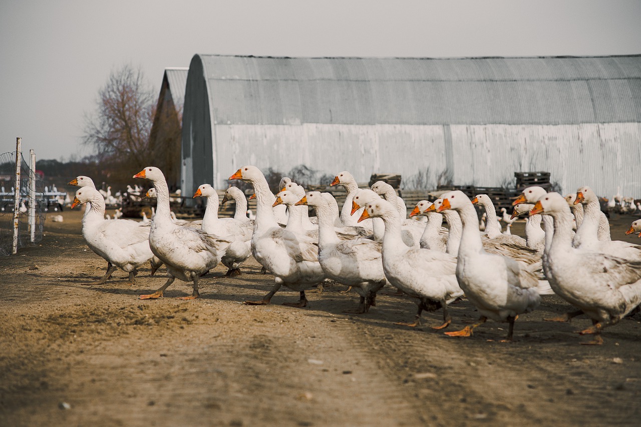 Jak założyć fermę drobiu? - Protan Elmark